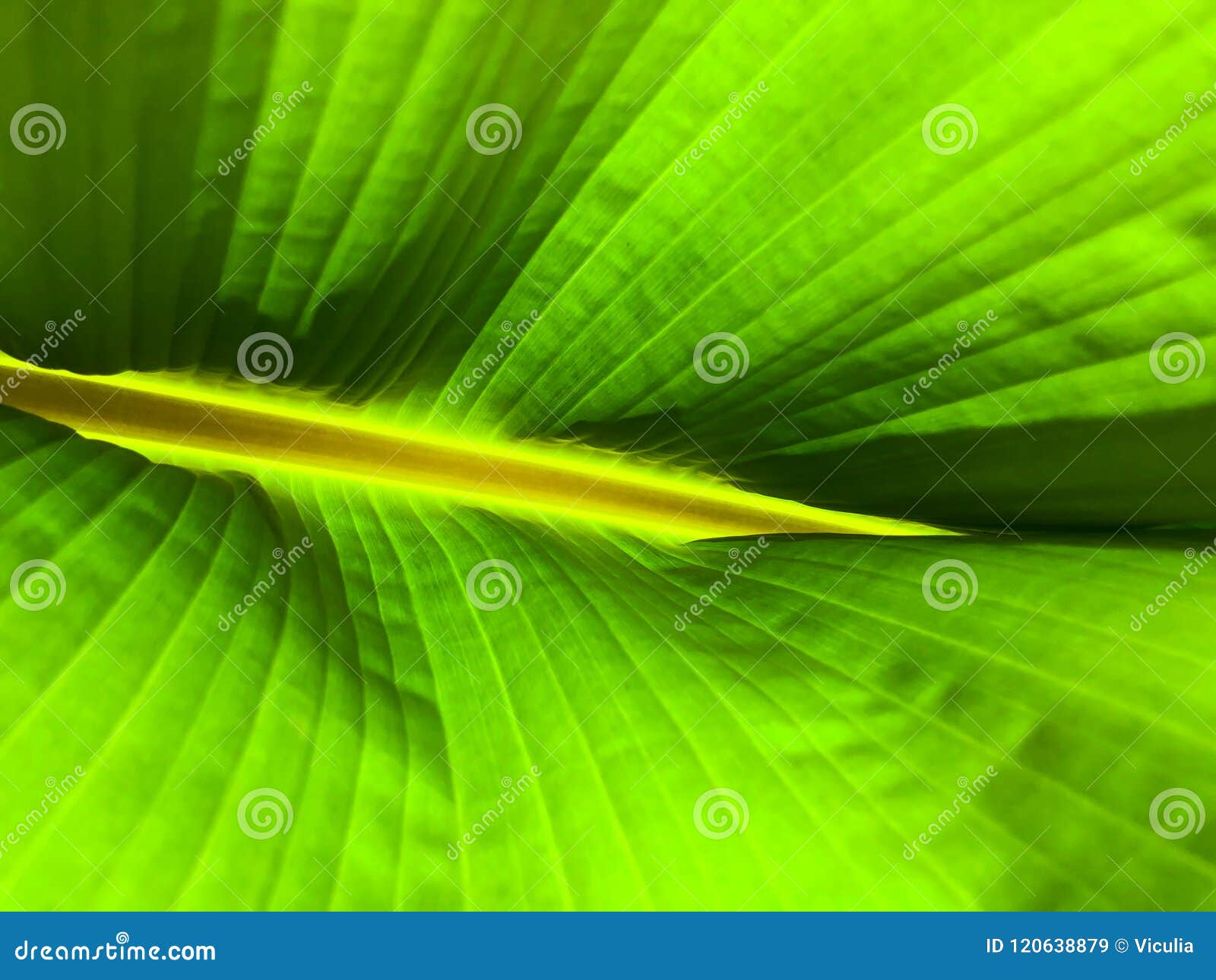 Striped Palm Tree Leaf in Sunlight, Close Up, Background. Stock Image ...
