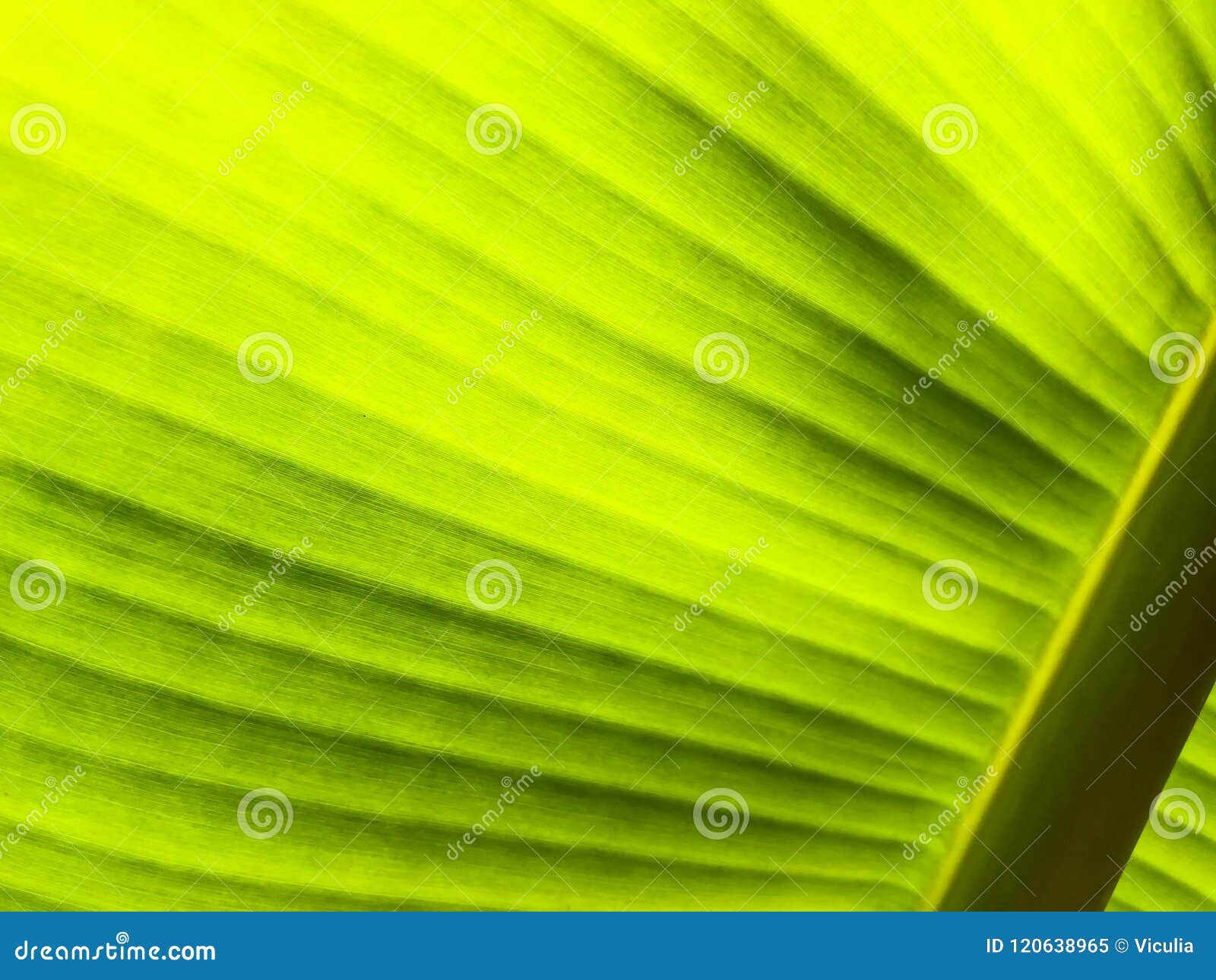 Striped Palm Tree Leaf in Sunlight, Close Up, Background. Stock Image ...