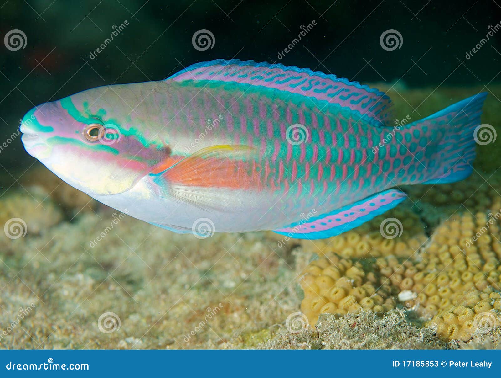Atlantic Green Parrotfish
