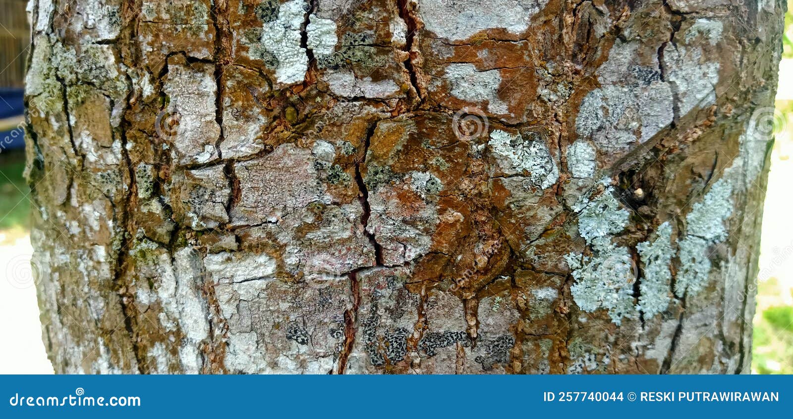 Striped and Patterned Mahogany Bark Stock Photo - Image of nature ...