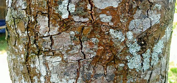Striped and Patterned Mahogany Bark Stock Photo - Image of nature ...