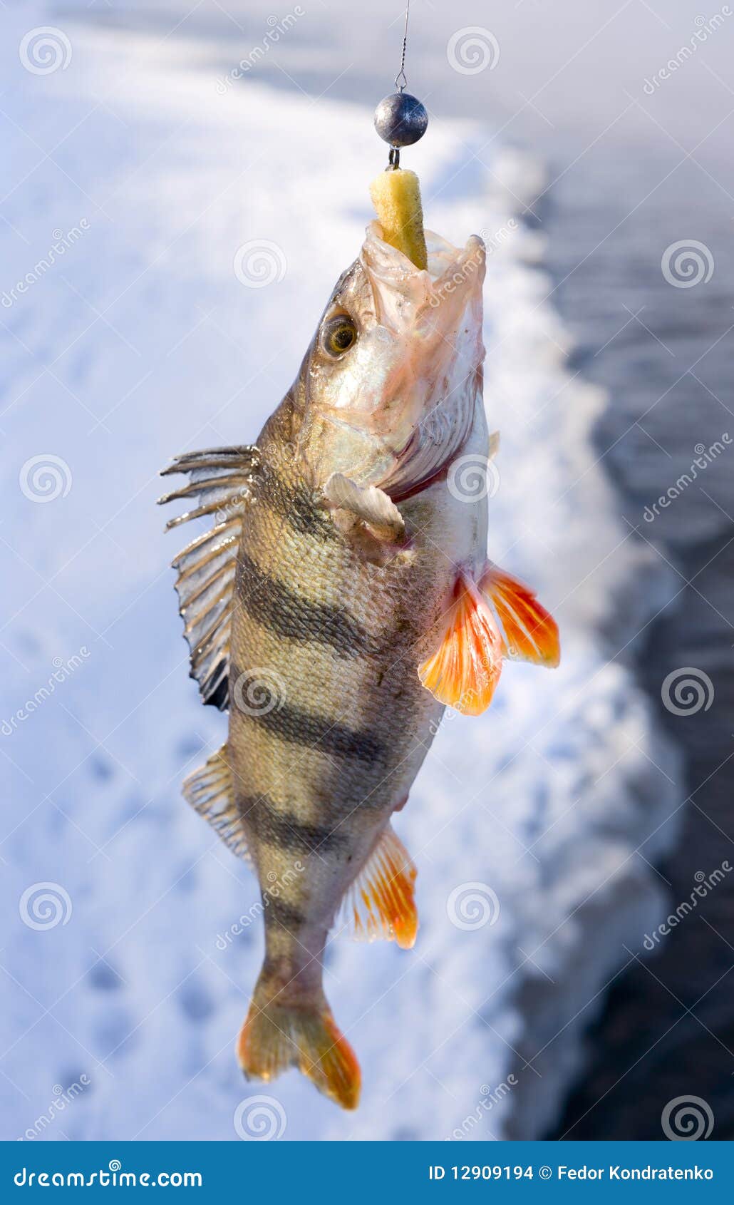 Striped perch stock photo. Image of fishing, bite, nature - 12909194