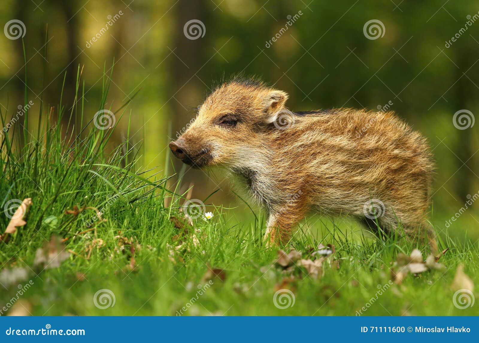Striped piglet stock photo. Image of little, sniffing - 71111600
