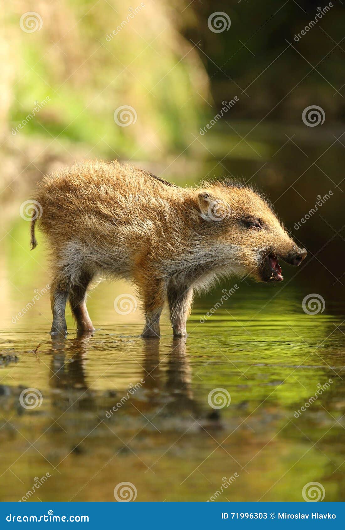 Striped piglet in water stock image. Image of piglet - 71996303
