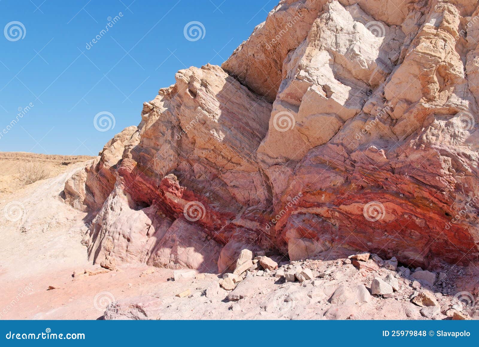Pink Rock-Rose Flowers Cistaceae Blooming In A Park, San Francisco Bay ...