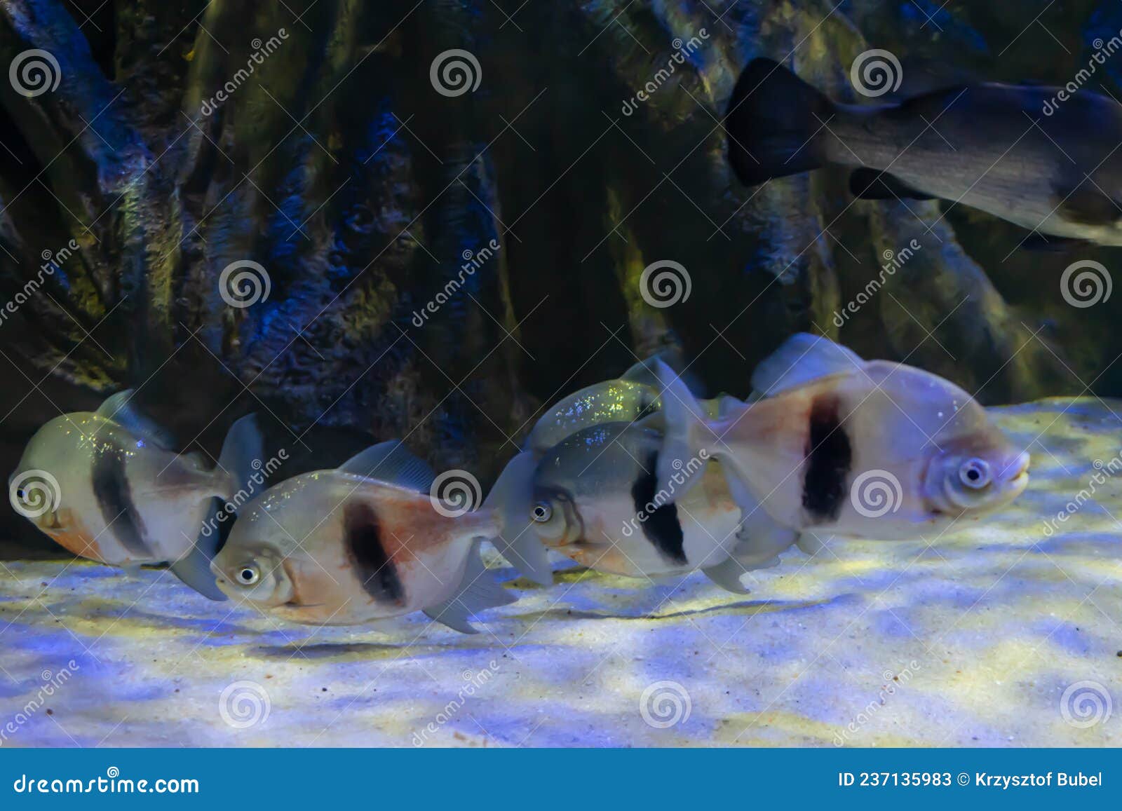 Striped Piranhas Against the Background of Rocks and Yellow Sand Stock ...