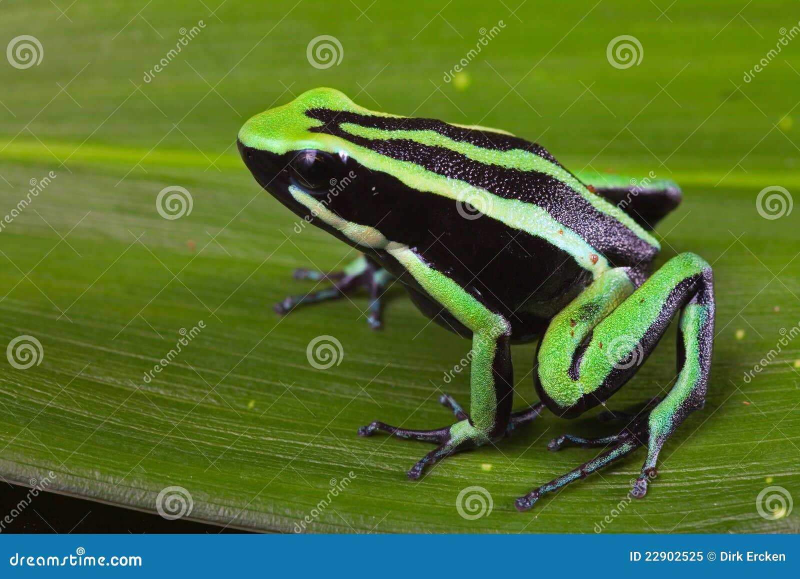 Striped poison dart frog stock image. Image of poison - 22902525