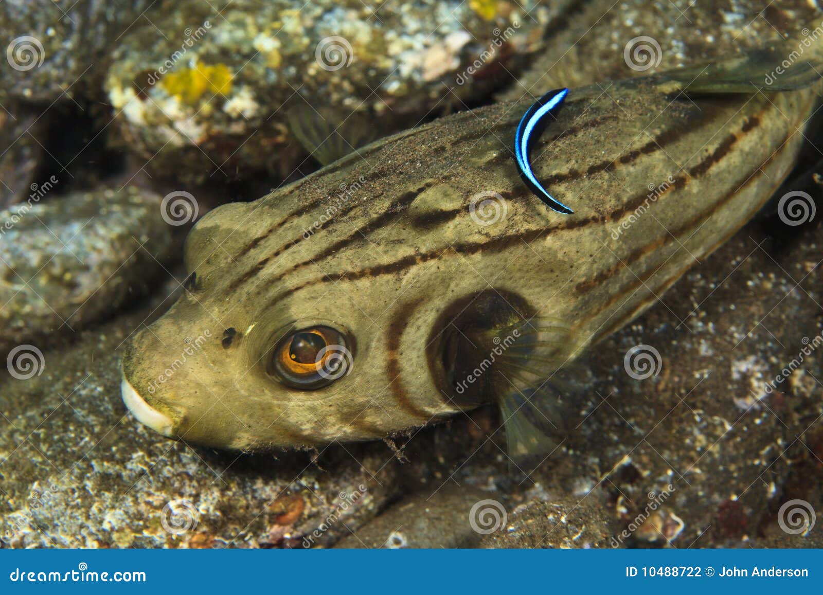 Striped puffer stock photo. Image of underwater, manilensis - 10488722