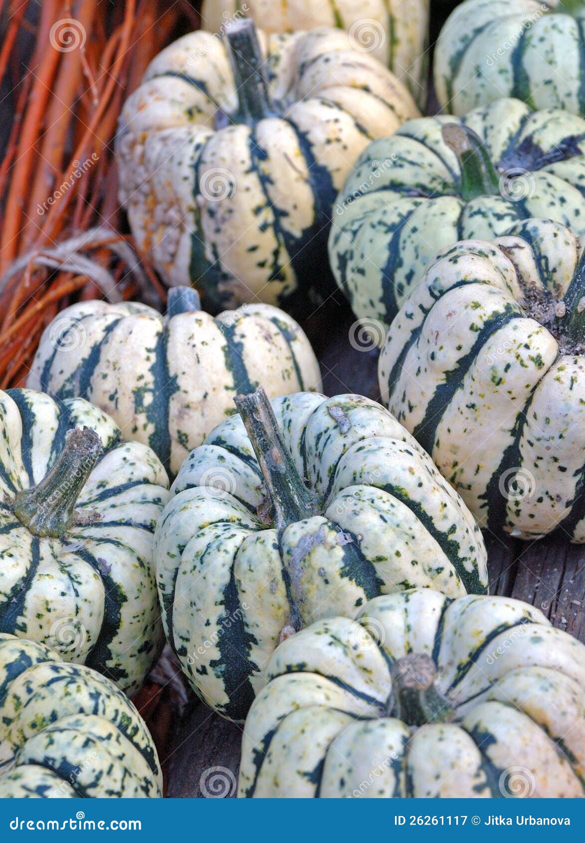 Striped pumpkins stock image. Image of fresh, plant, fruit - 26261117