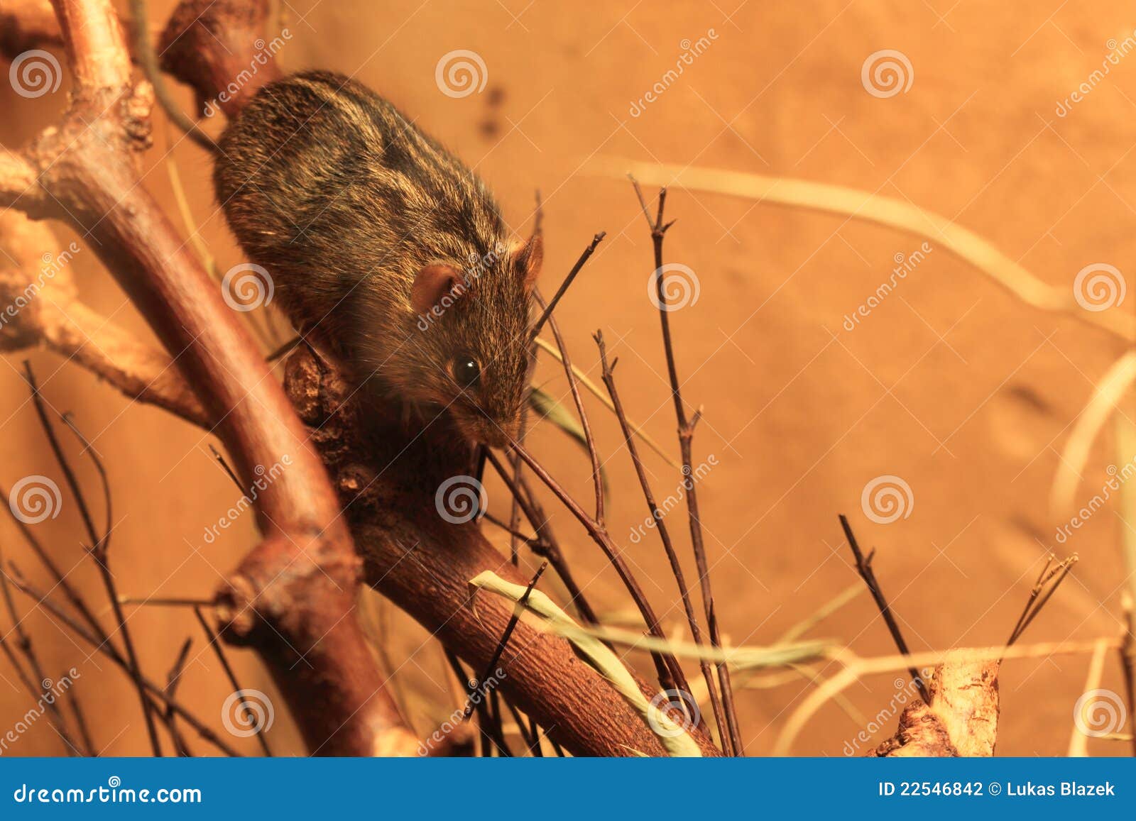 Striped rat stock photo. Image of nature, striped, rhabdomys - 22546842
