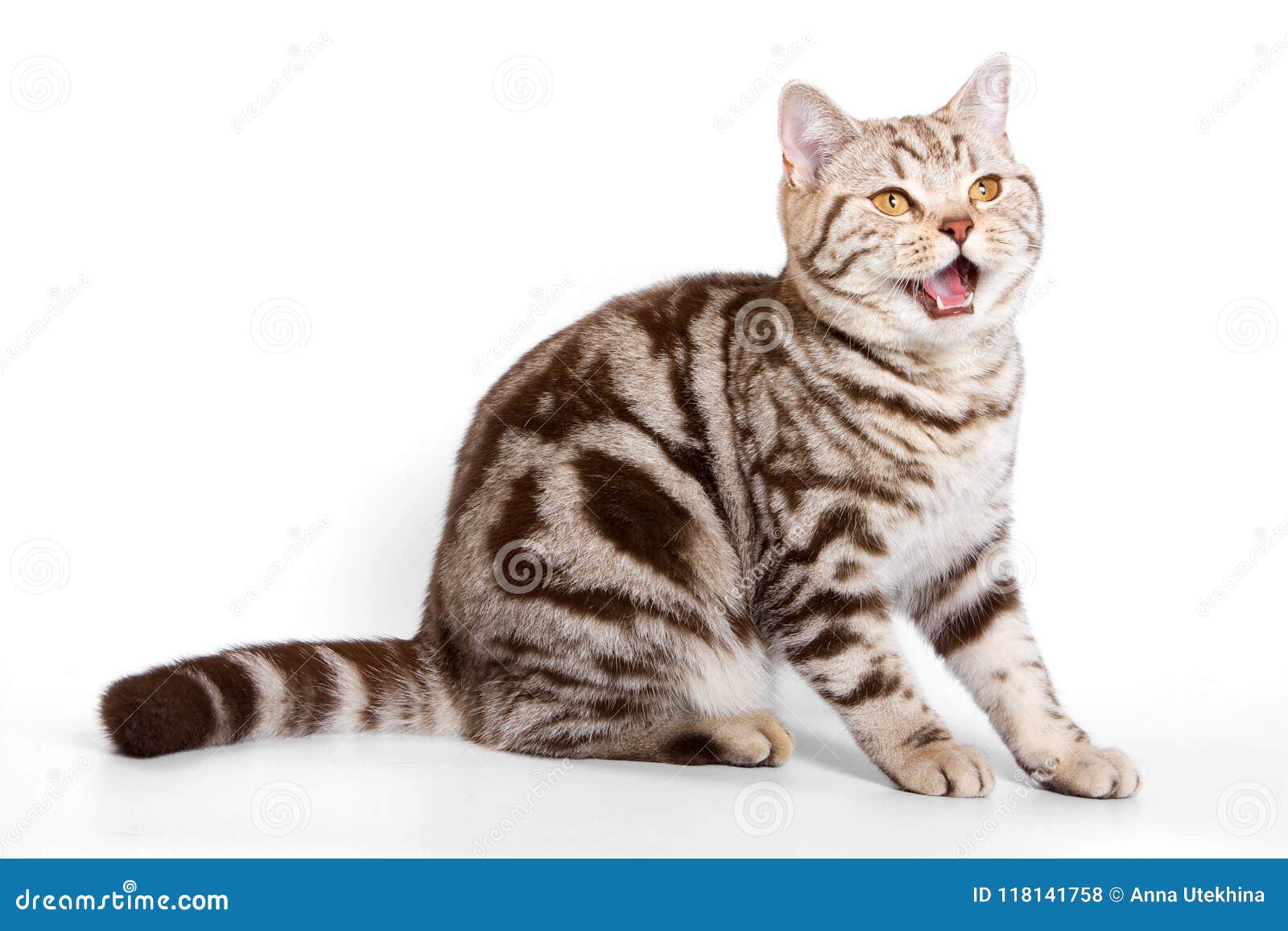 Striped red british cat stock photo. Image of cute, domestic - 118141758