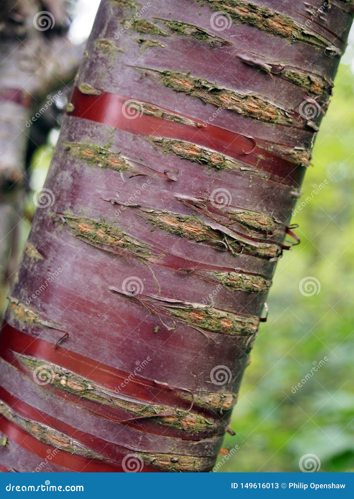 Striped Red Cherry Tree Trunk Bark Against a Blurred Green Nature ...