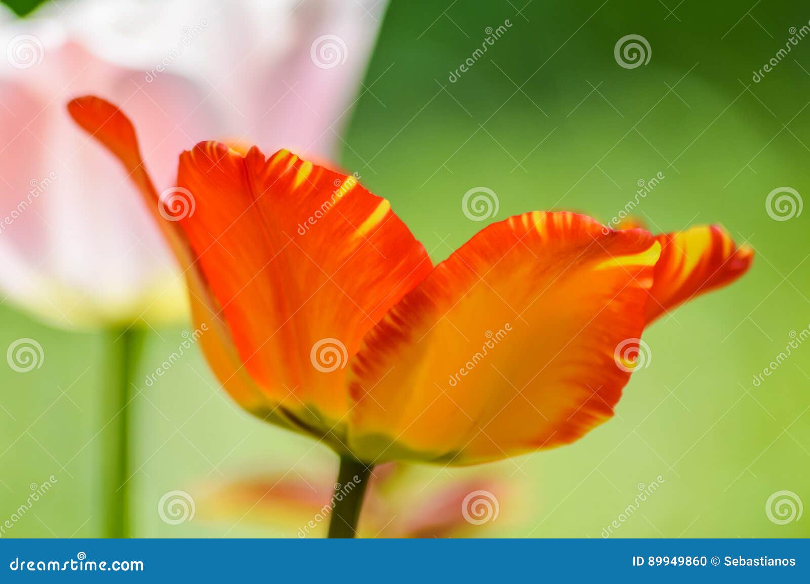 Striped Red and Yellow Tulip Flower Profile Stock Photo - Image of ...