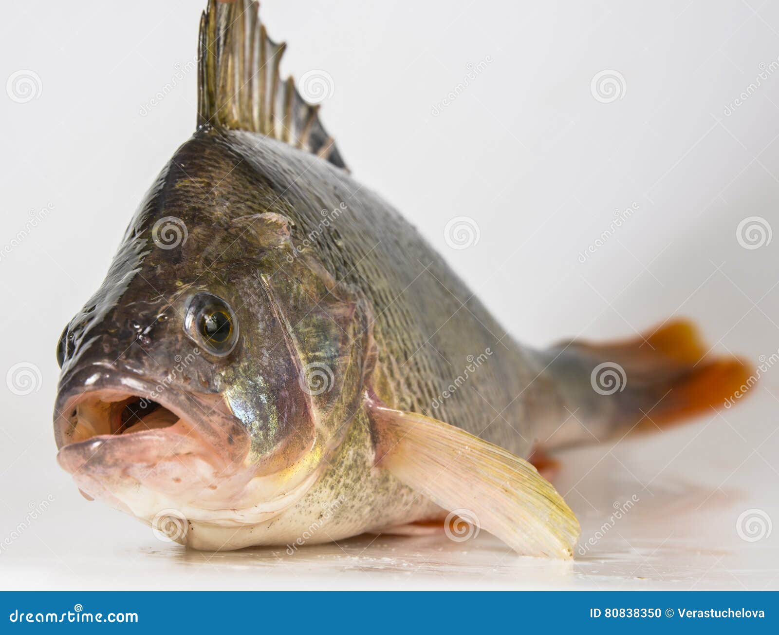Striped river perch stock photo. Image of light, color - 80838350