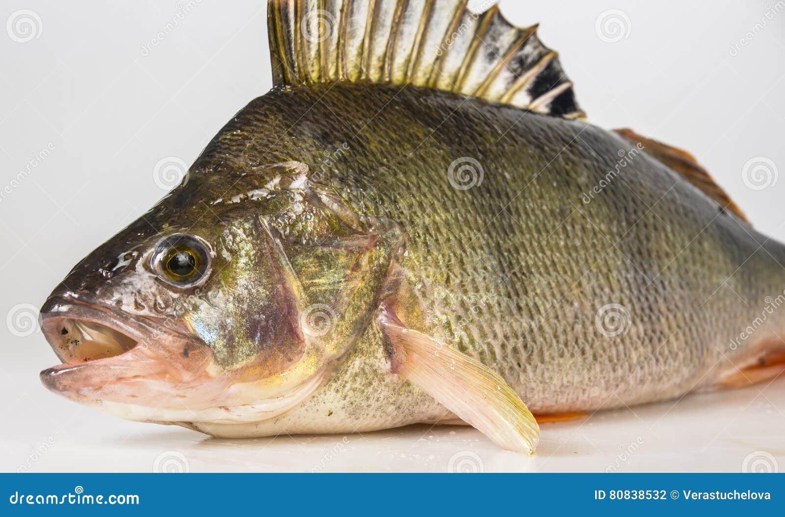 Striped river perch stock photo. Image of ingredient - 80838532