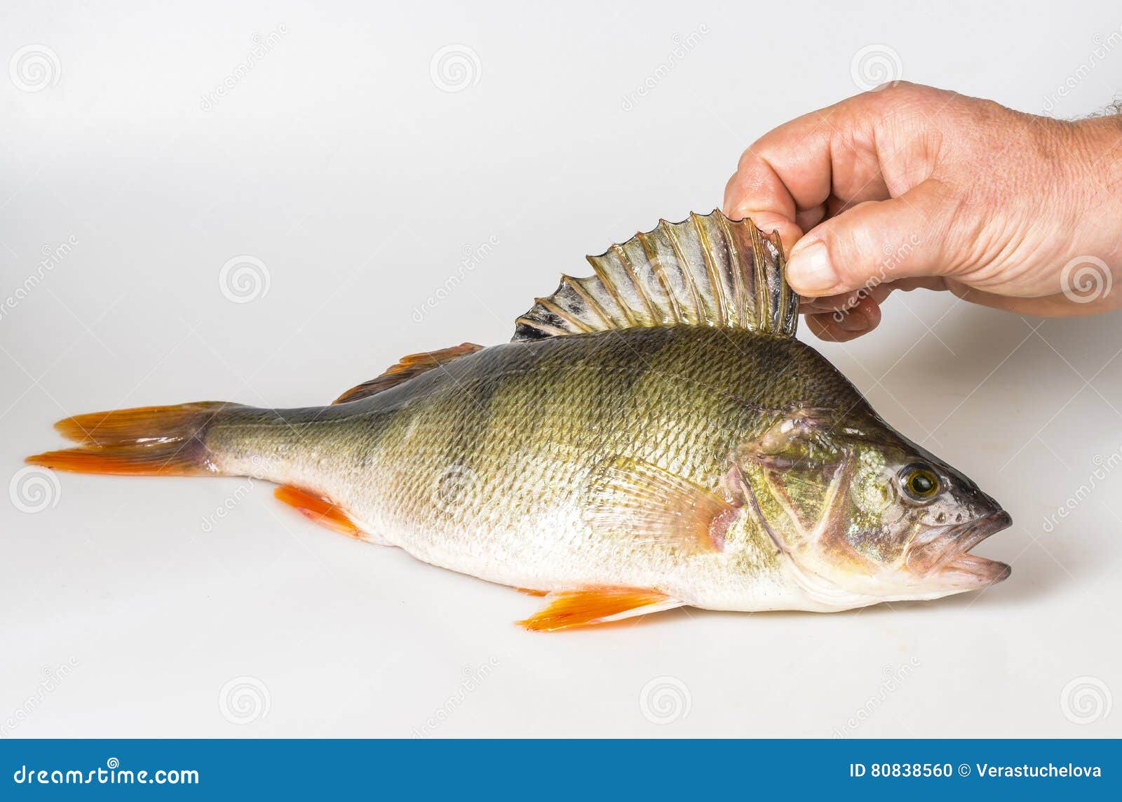 Striped river perch stock photo. Image of dinner, food - 80838560