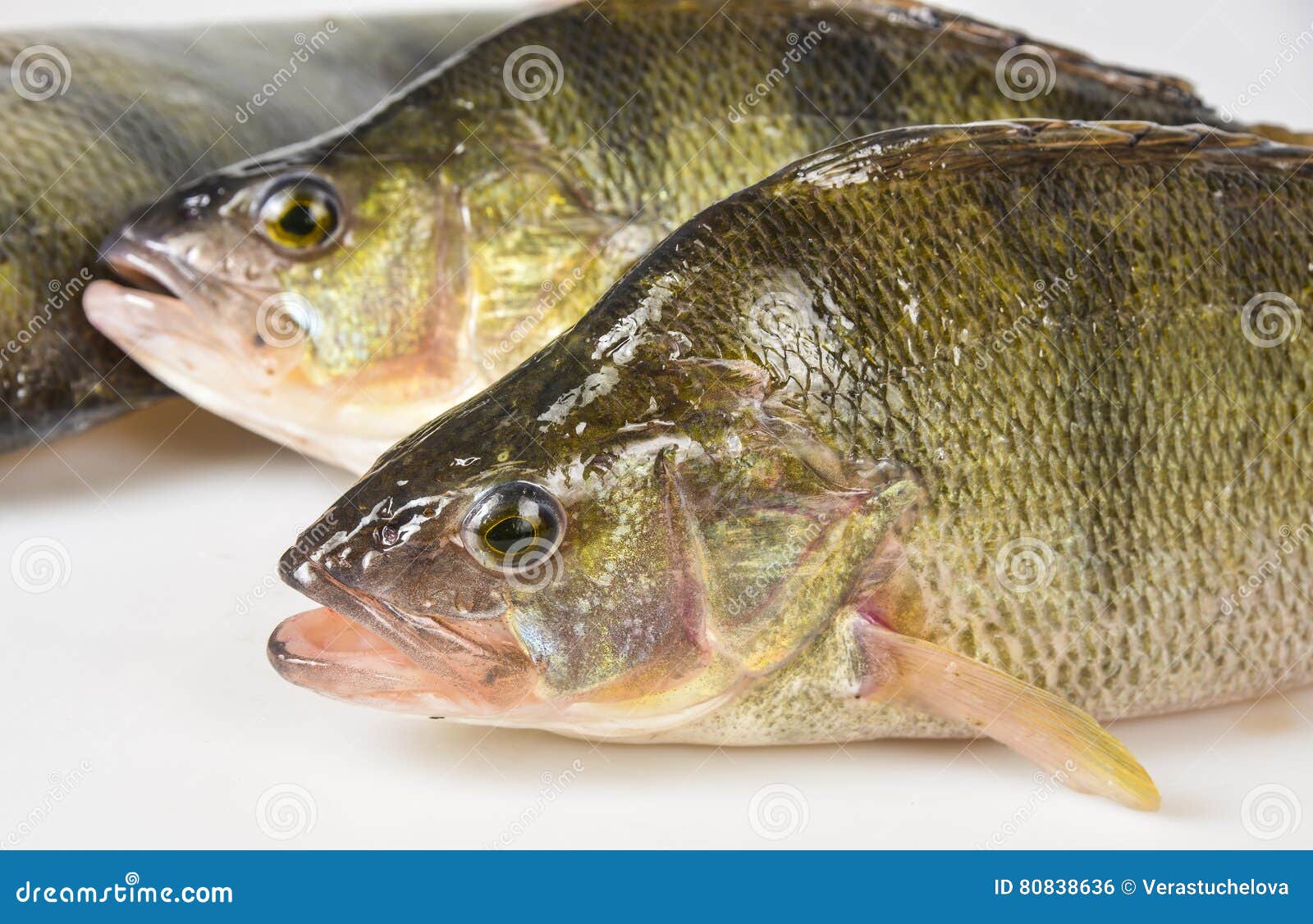 Striped river perch stock photo. Image of ingredient - 80838636