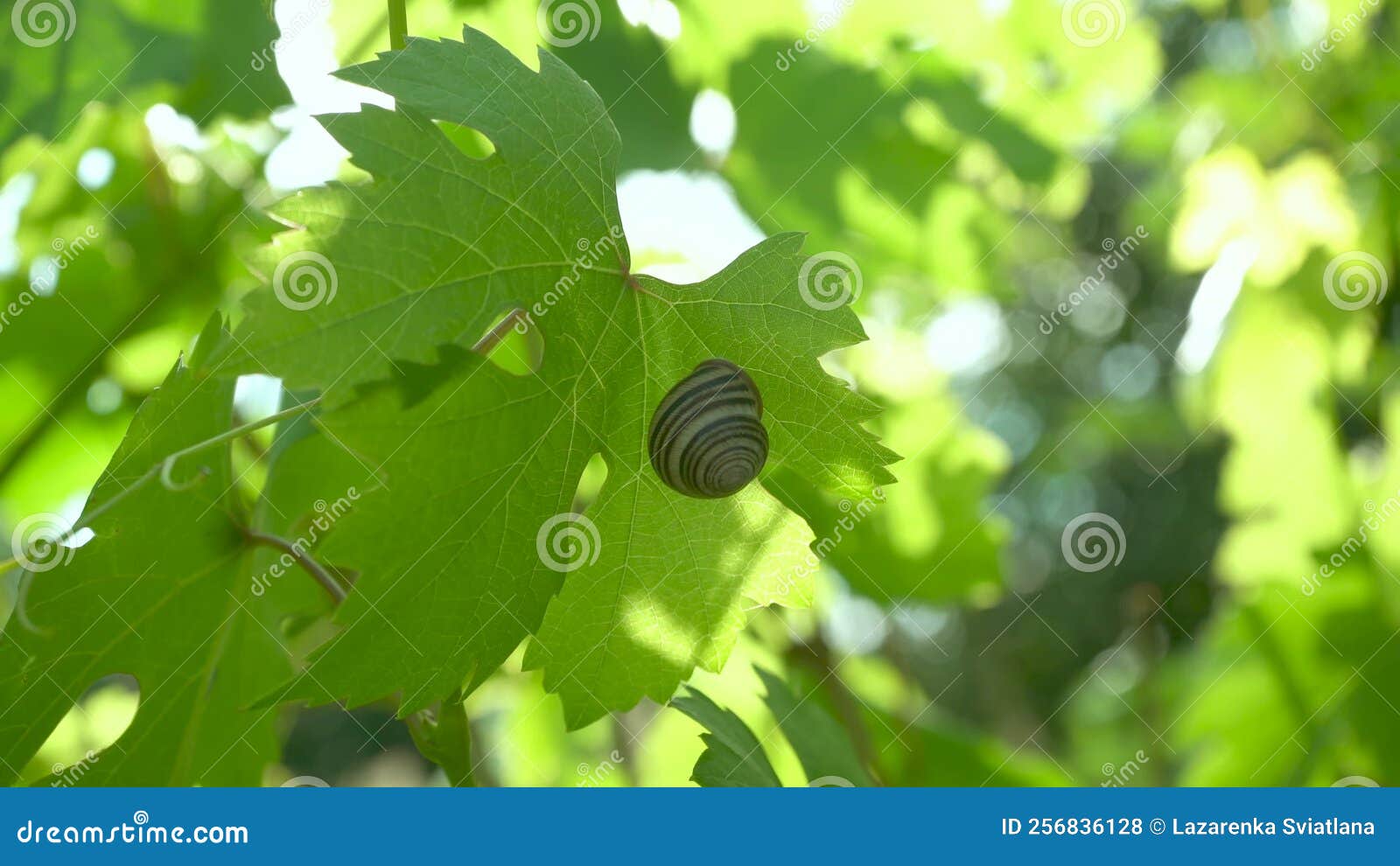 Snail Shell on a Green Leaf. Stock Footage - Video of flora, leaves ...
