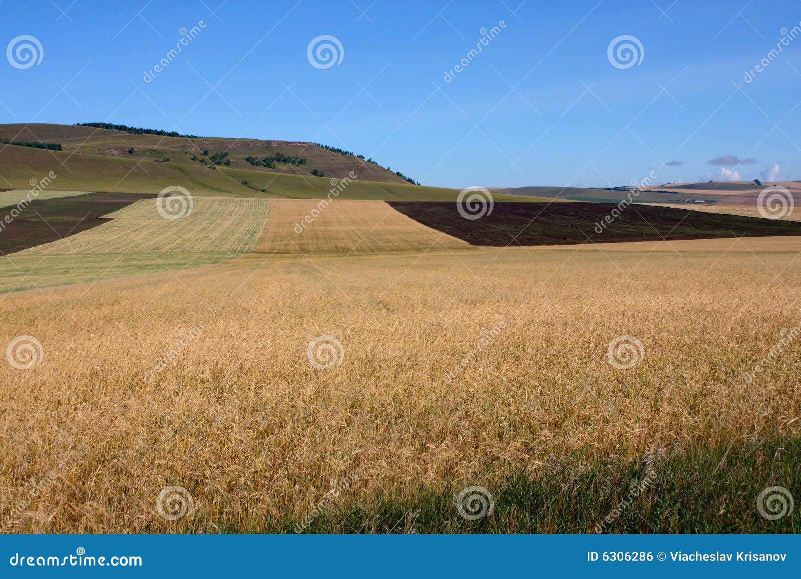 Striped rural field stock photo. Image of plant, yield - 6306286