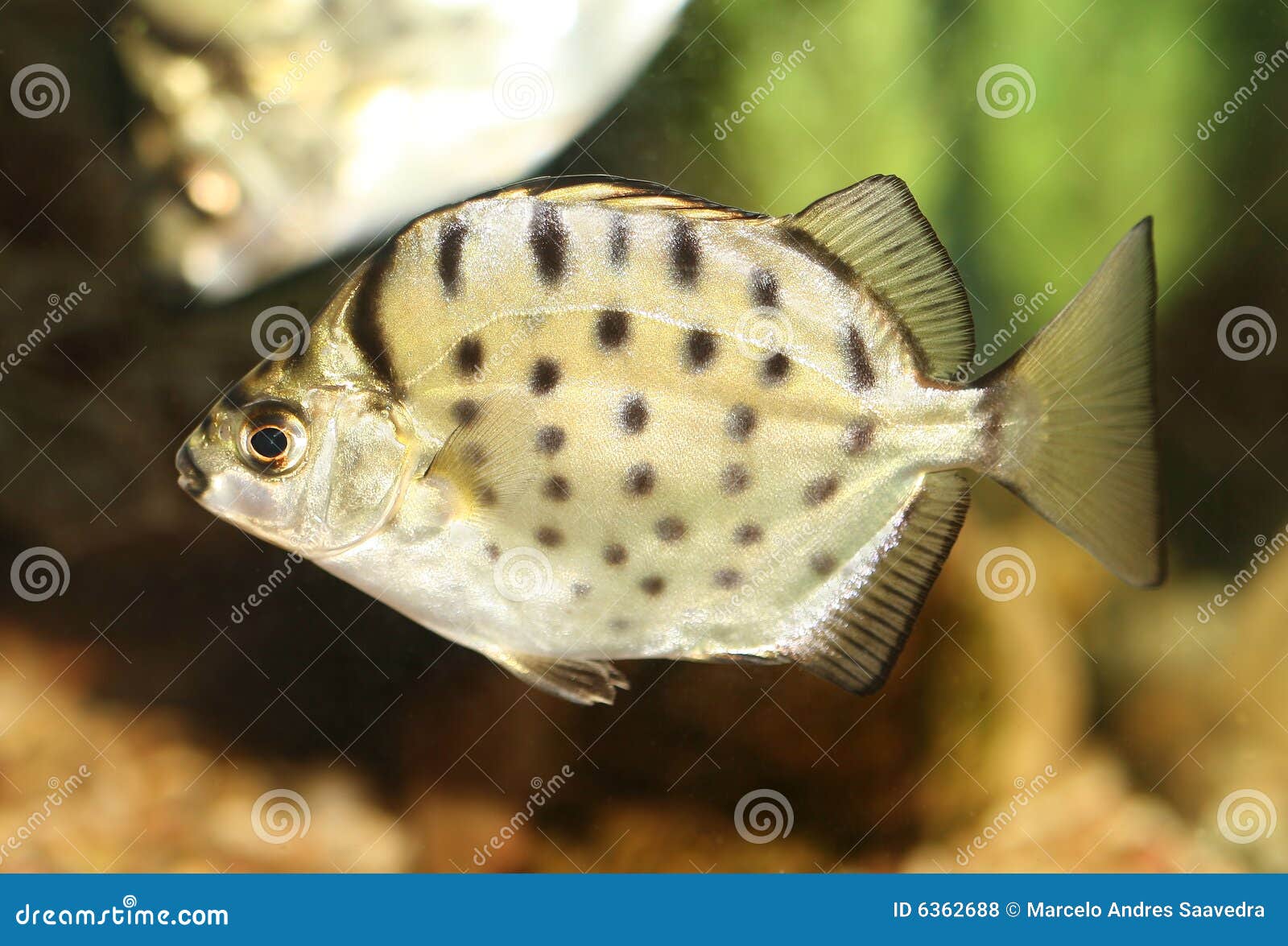 Striped Scat fish. stock photo. Image of aquarium, freshwater - 6362688