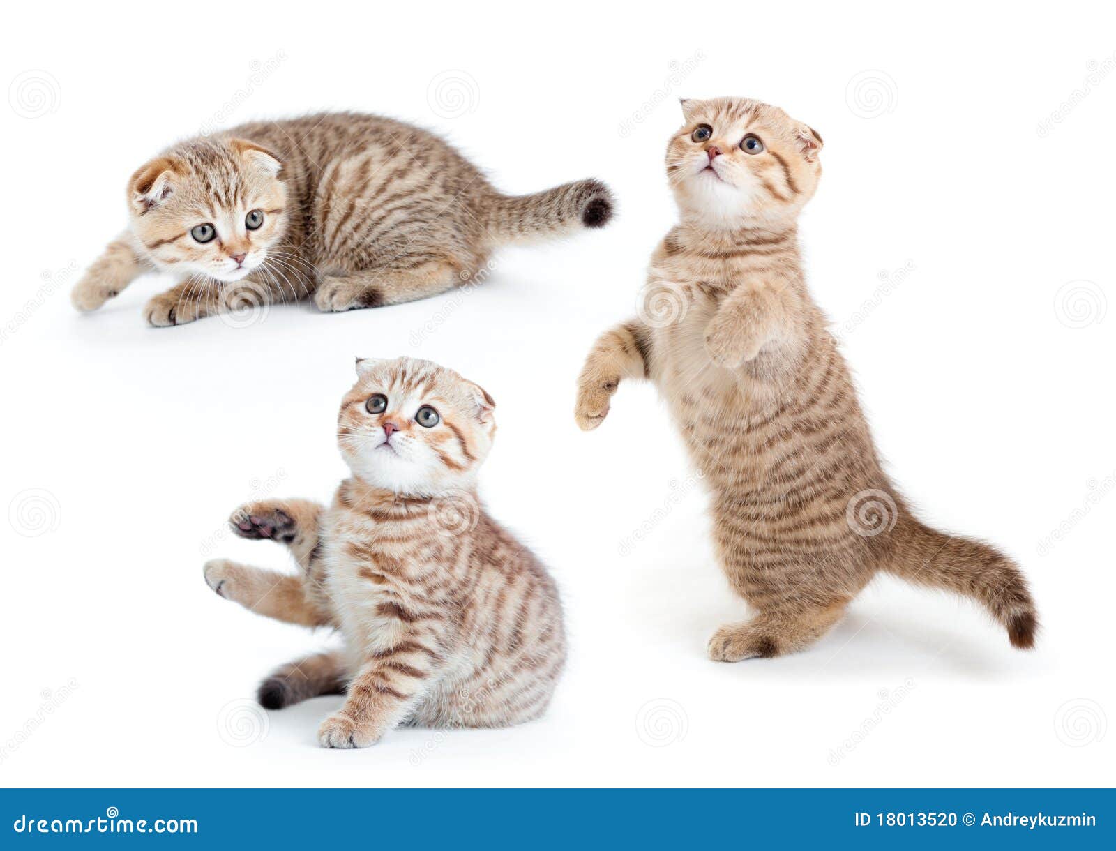 Striped Scottish Kitten Collection Isolated Stock Photo - Image of baby ...