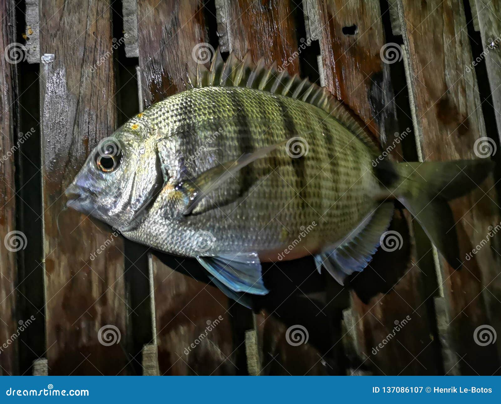 Striped Sea Bream stock image. Image of seabream, mediterranean - 137086107