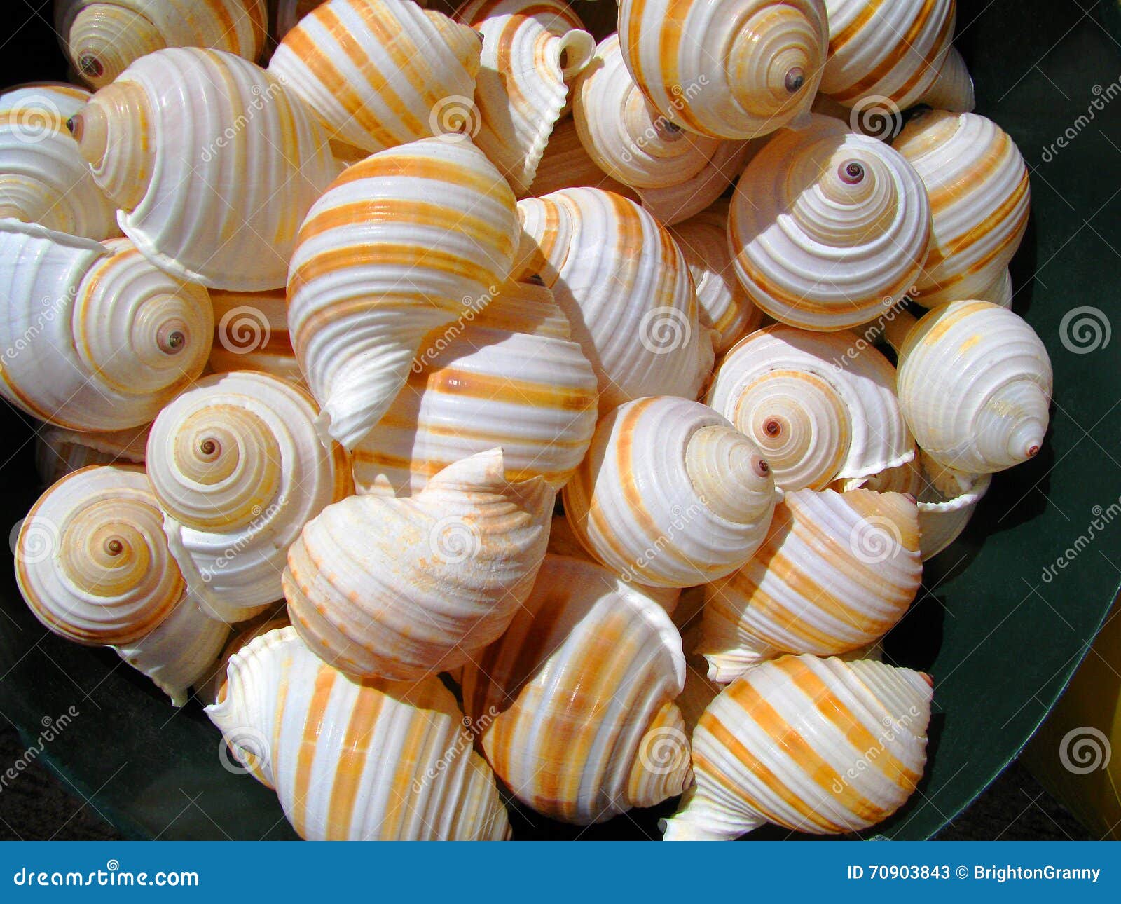 Lots of Colourful Striped Seashells. Stock Image - Image of seashells ...