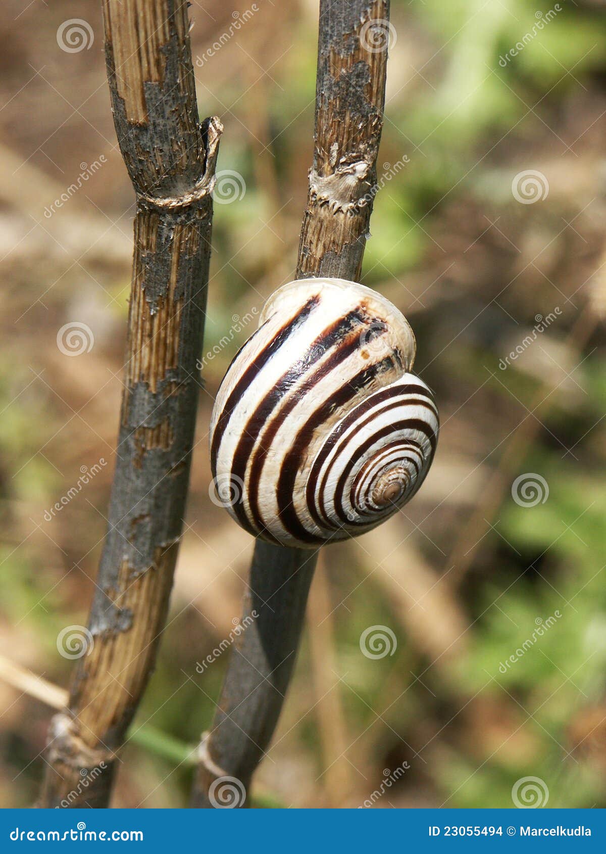 Striped shell stock photo. Image of close, animal, grass - 23055494