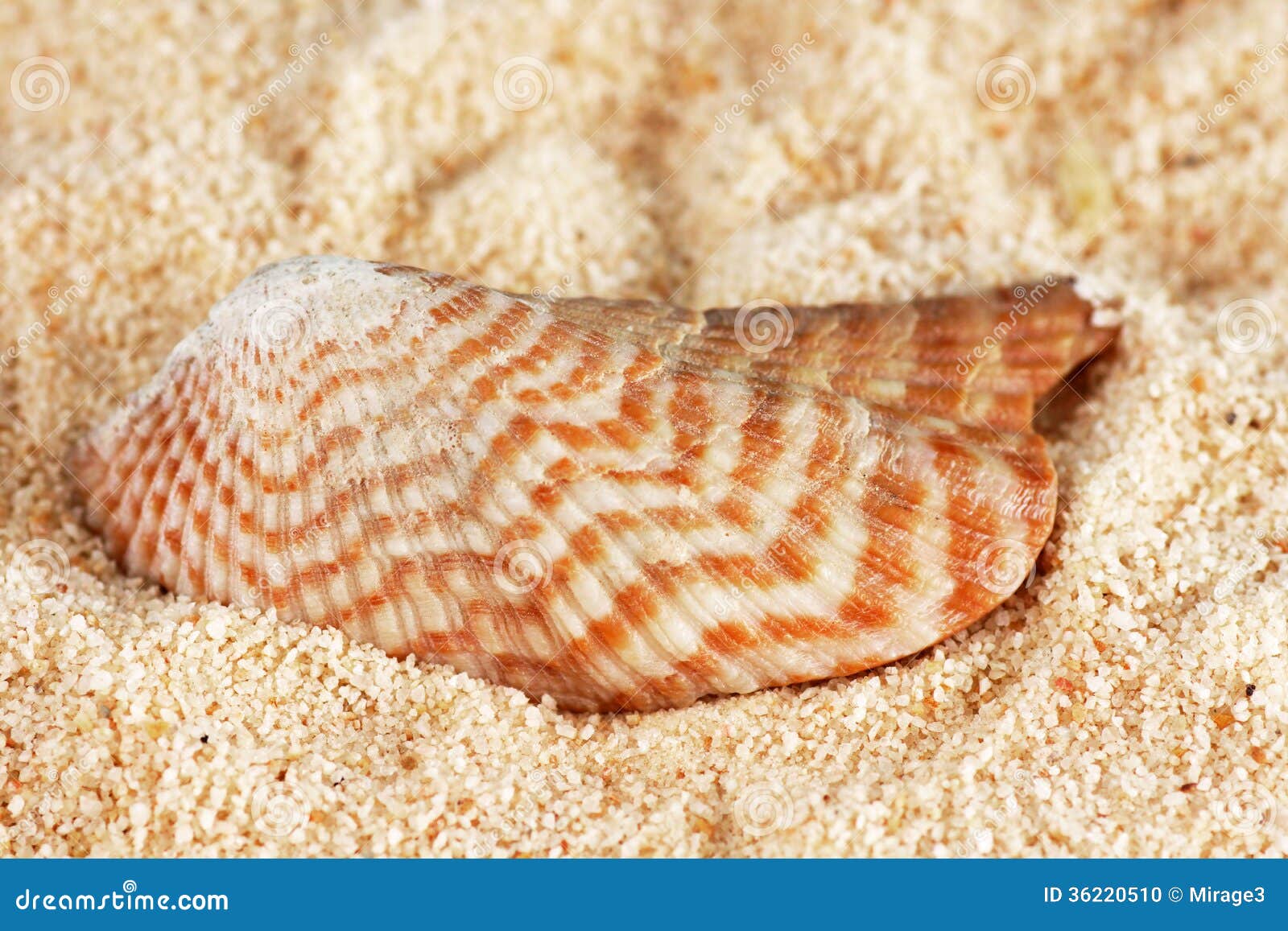 Striped shell on sand stock photo. Image of ocean, texture - 36220510