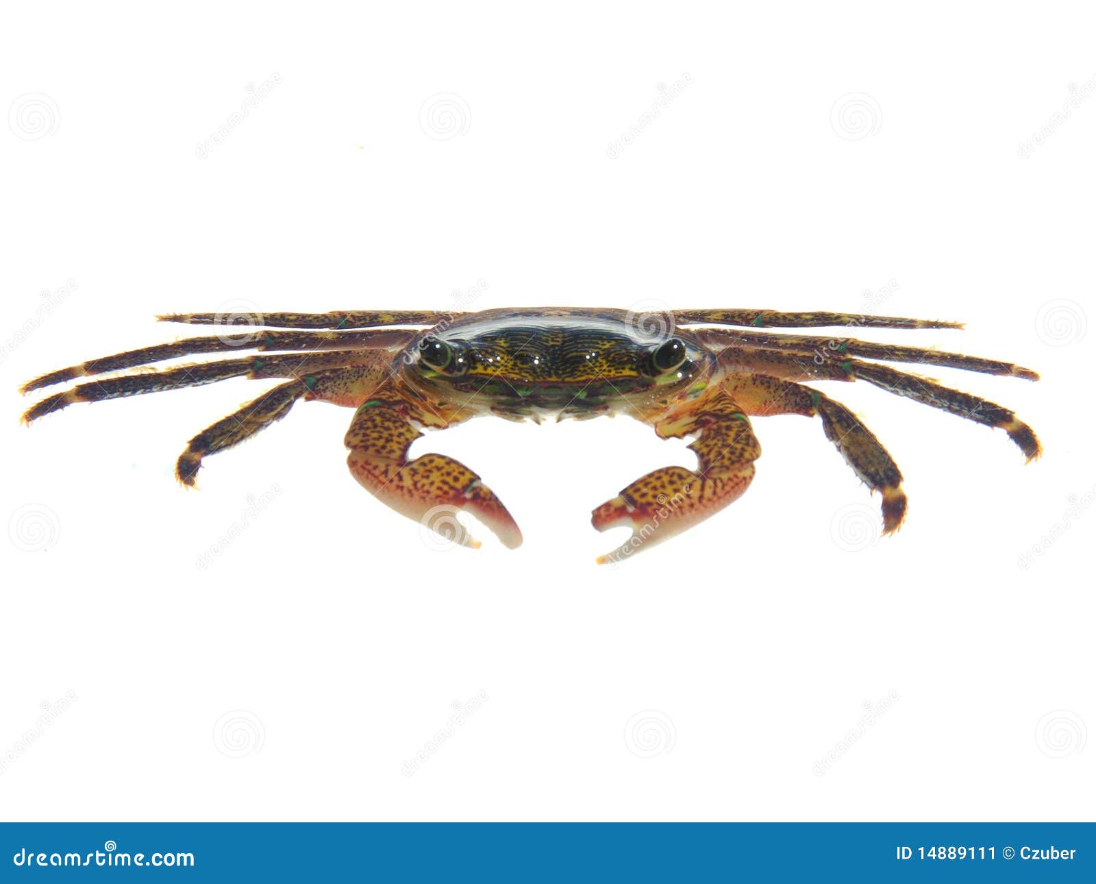 Striped shore crab stock image. Image of pachygrapsus - 14889111