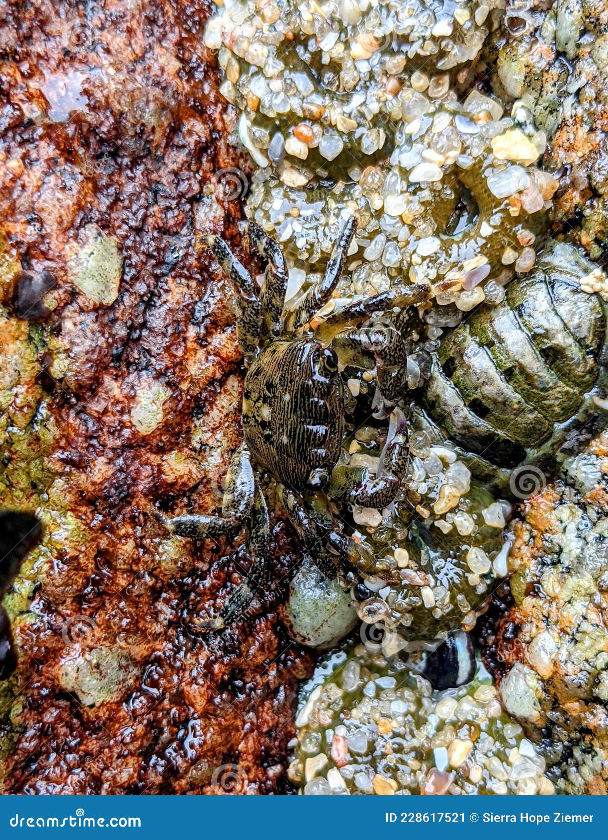 Striped shore crab stock image. Image of beach, rocks - 228617521