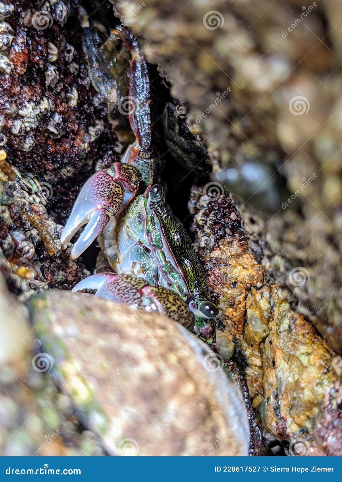 Striped Shore Crab & X28;2& X29; Stock Image - Image of underwater ...