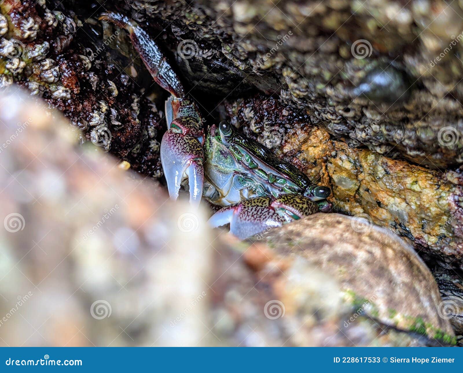 Striped Shore Crab & X28;2& X29; Stock Image - Image of fish, green ...
