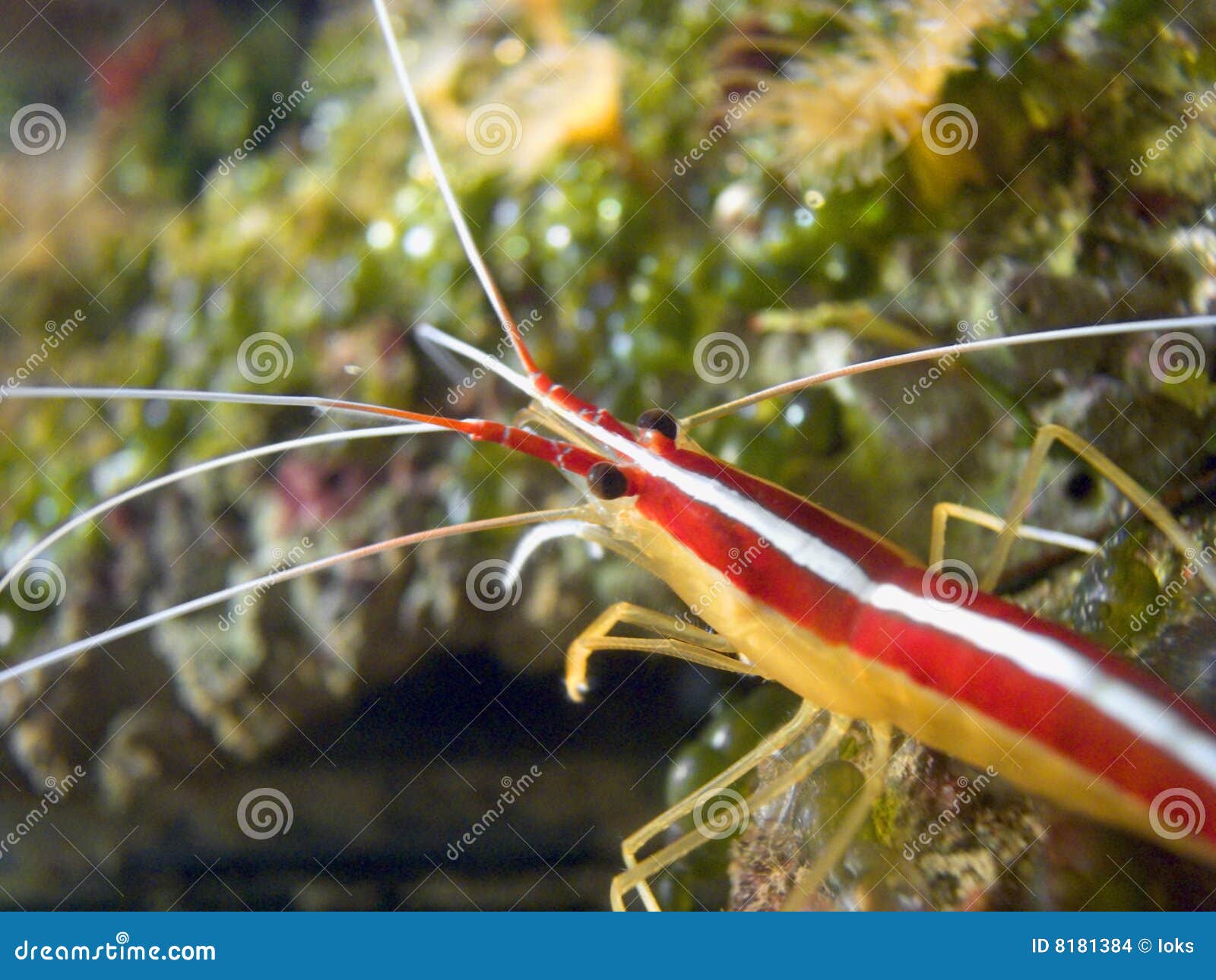 Striped shrimp stock photo. Image of crayfish, marine - 8181384