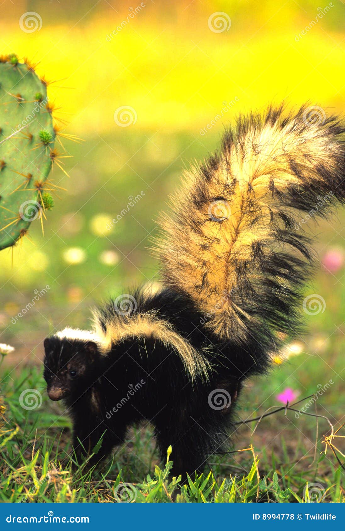 Striped Skunk stock photo. Image of texas, skunk, outdoors - 8994778