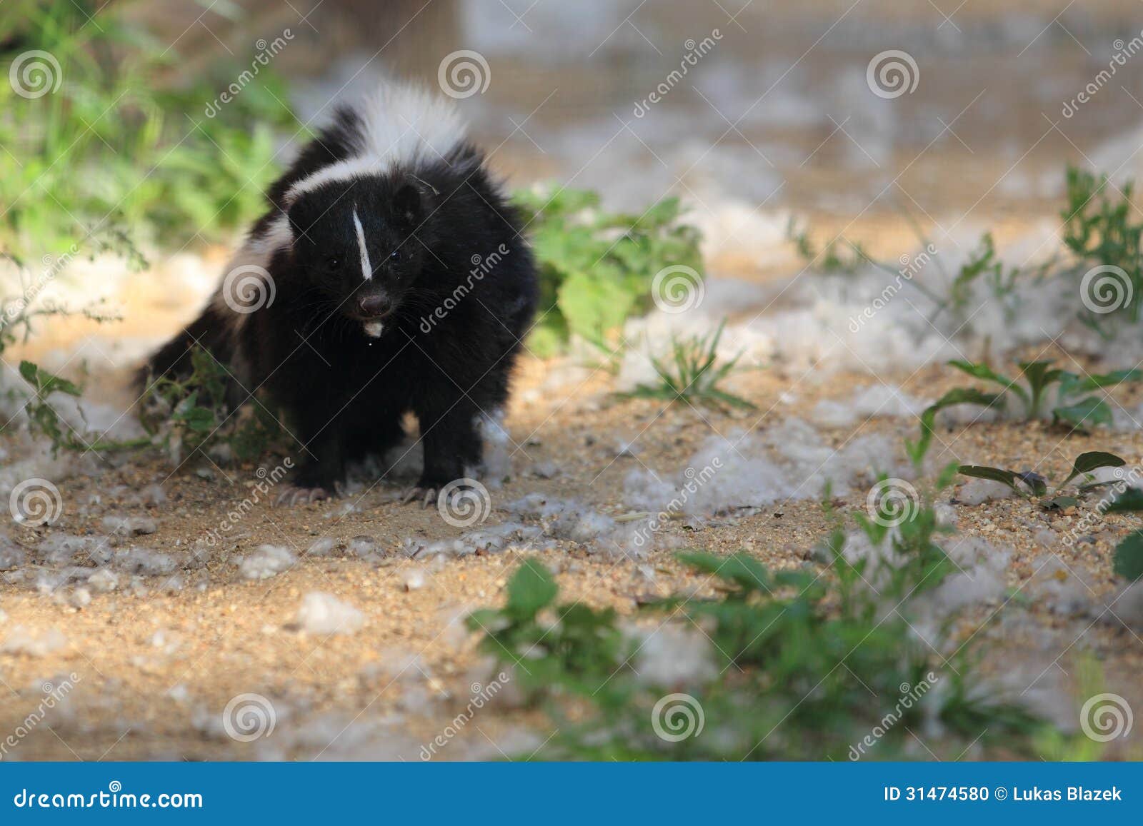 Striped skunk stock photo. Image of animal, white, striped - 31474580