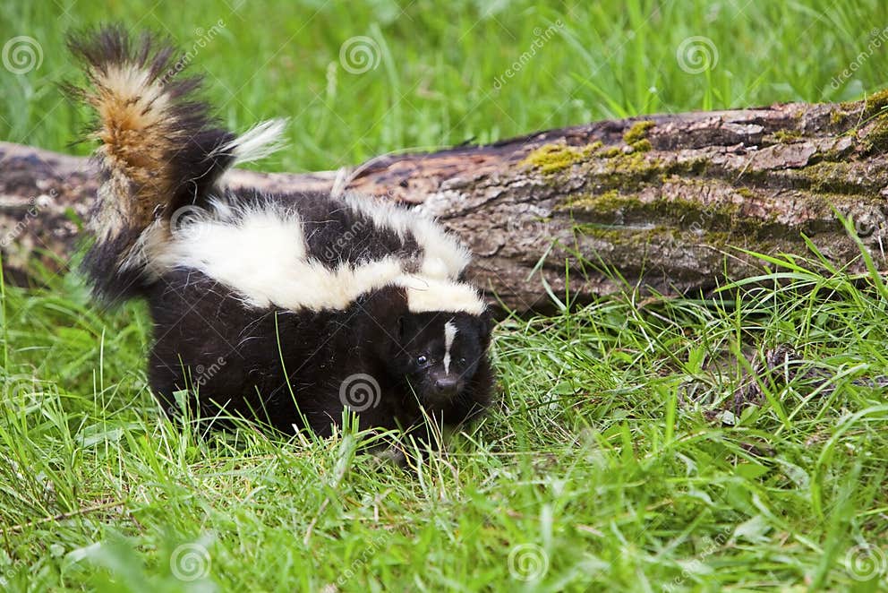 Striped American Skunk in Grass Stock Photo - Image of move, animal ...