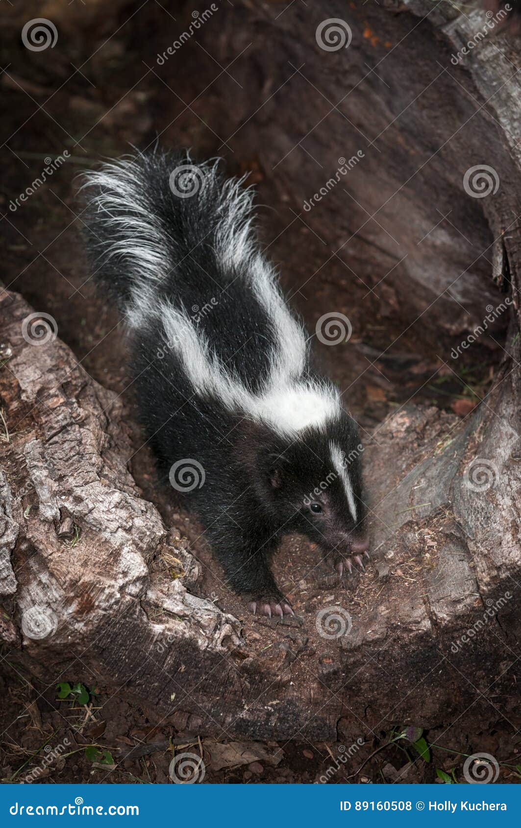 Striped Skunk Kit Mephitis Mephitis Stands at Edge of Log Stock Photo ...