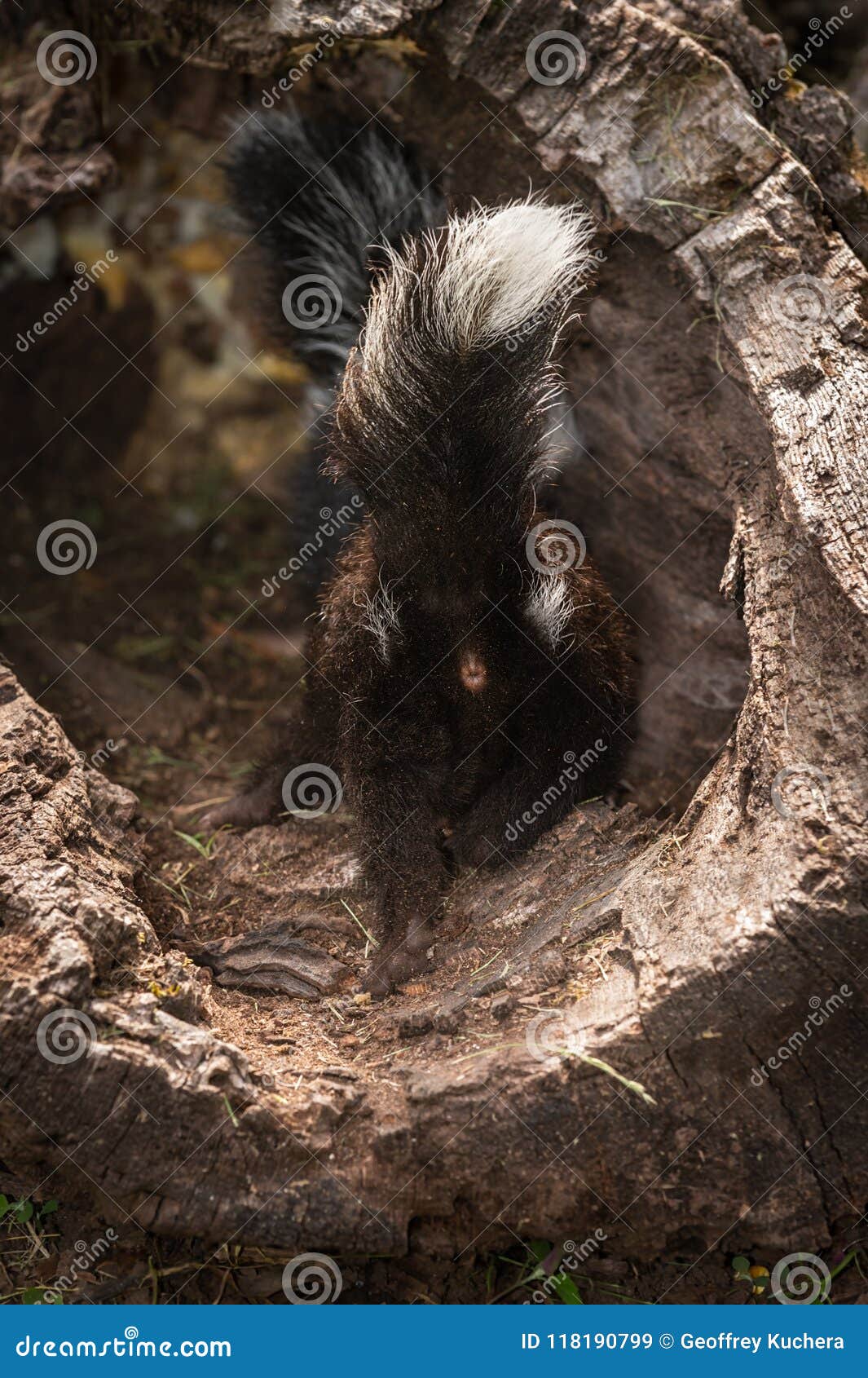 Striped Skunk Kit Mephitis Mephitis Walks into Log Stock Image - Image ...