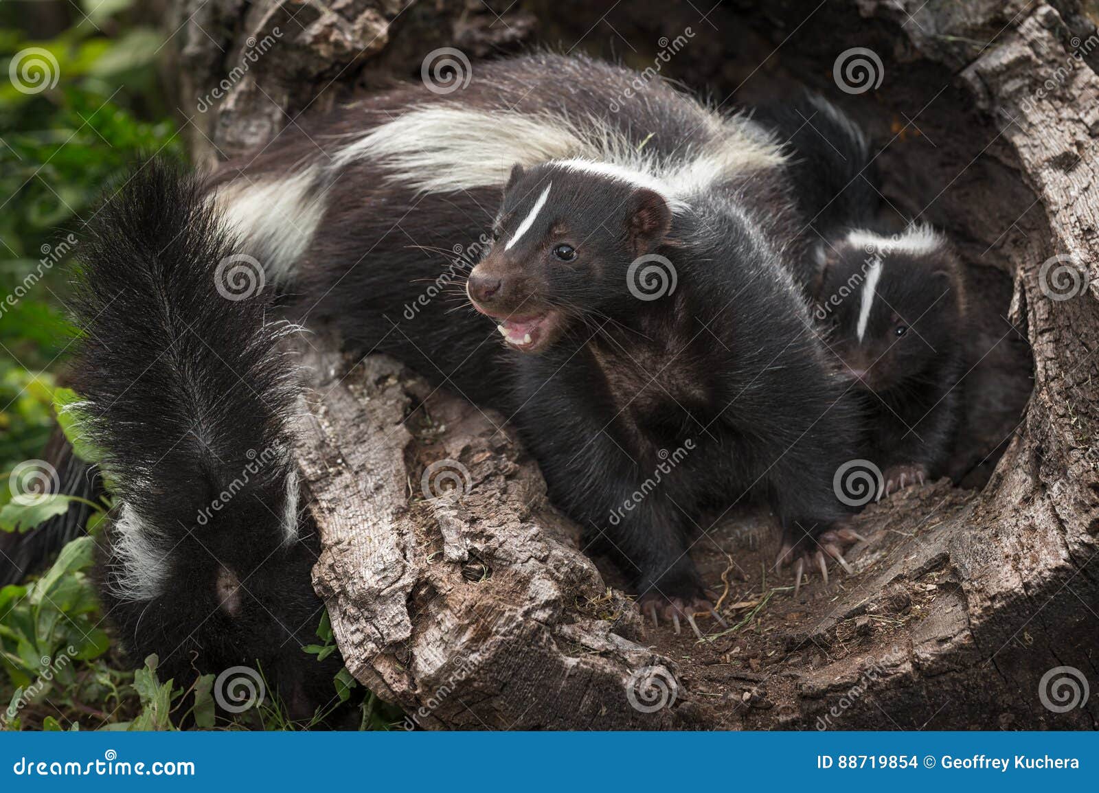 Striped Skunk Family Mephitis Mephitis Wedged In Log Royalty-Free Stock ...
