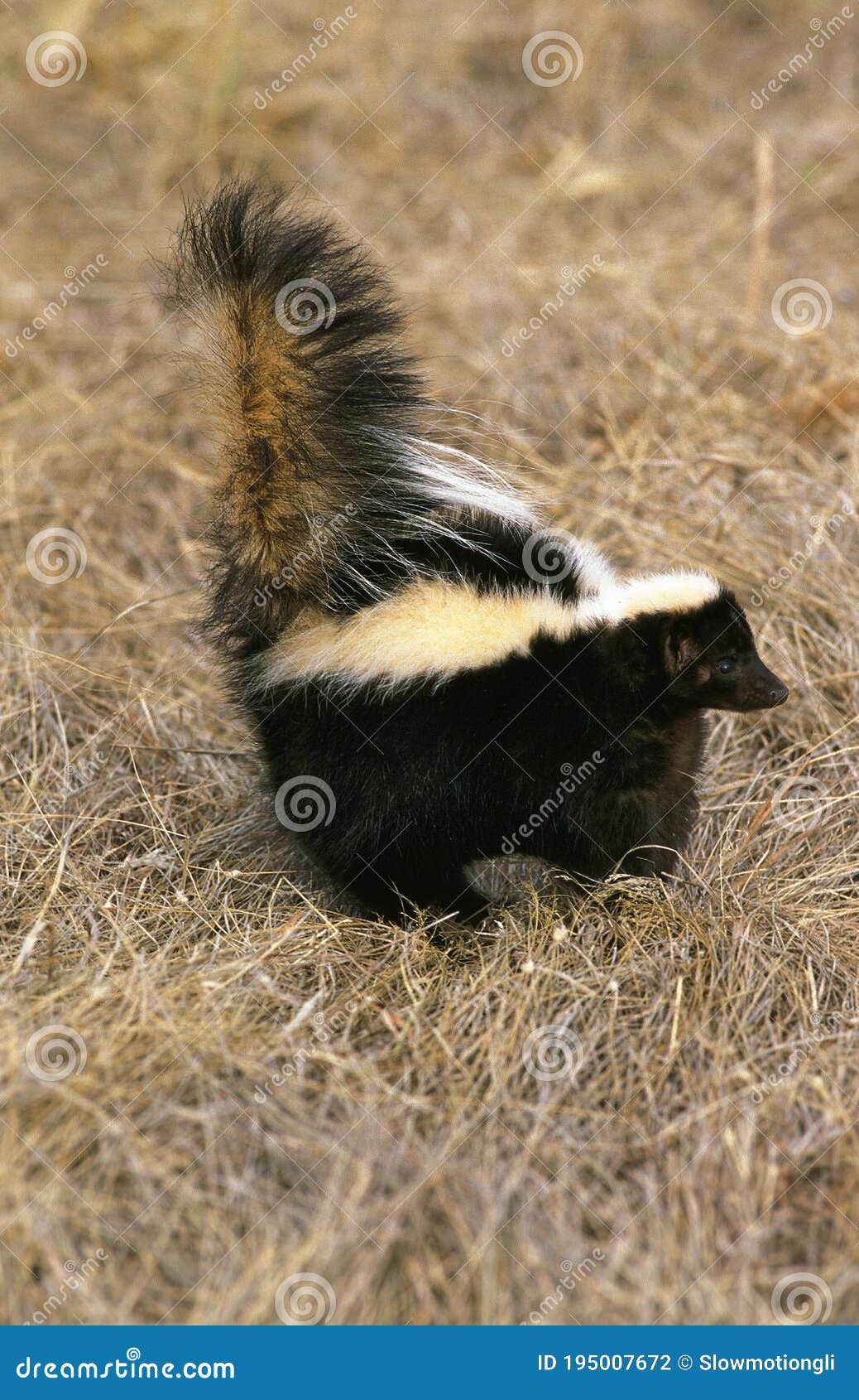 Striped Skunk, Mephitis Mephitis, Adult Stock Photo - Image of striped ...