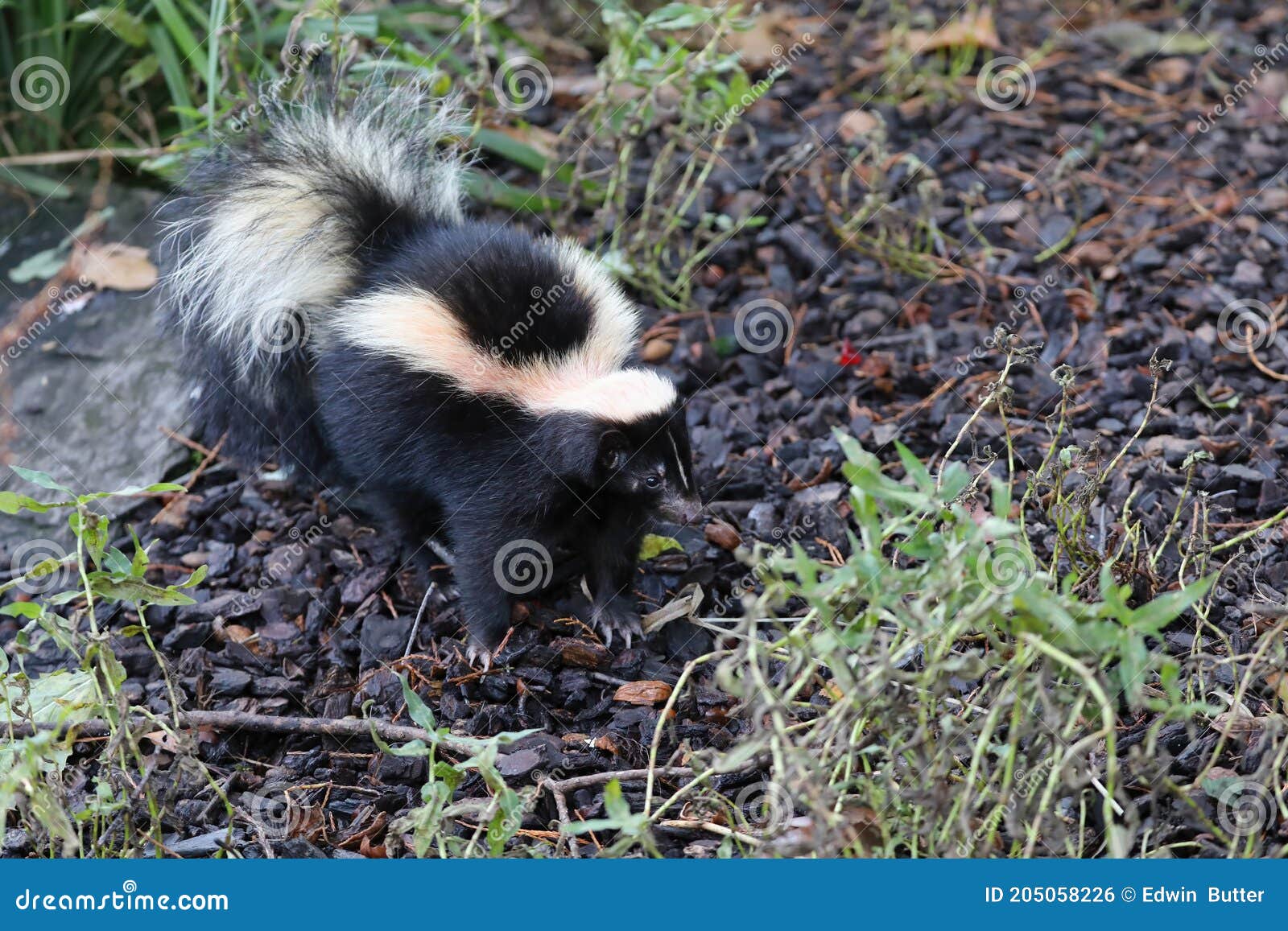 Striped Skunk Mephitis Mephitis, in the Forest Stock Photo - Image of ...