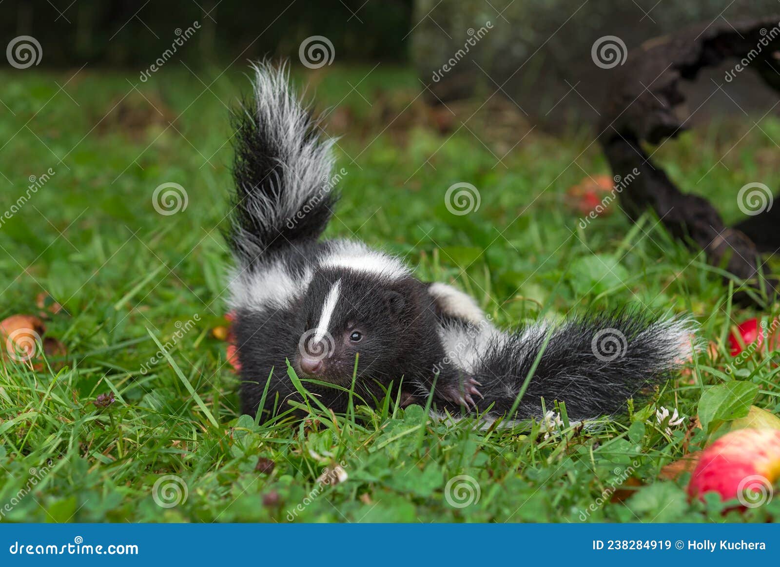 Striped Skunk Mephitis Mephitis Kit Turns and Steps on Sibling Summer ...