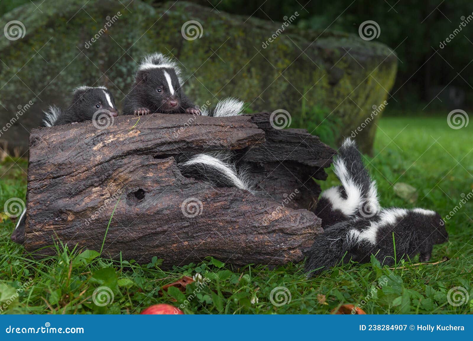 Striped Skunk Mephitis Mephitis Kits in on and Around Log Summer Stock ...