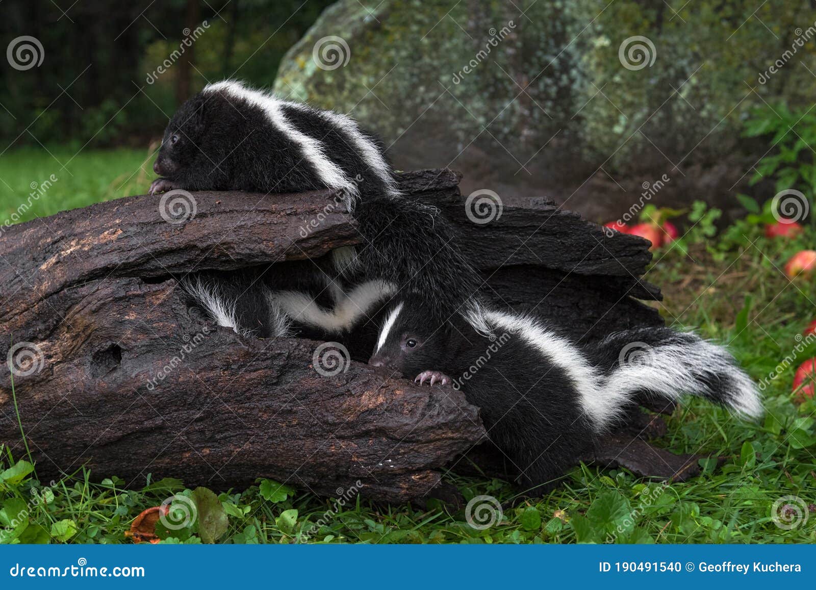 Striped Skunk Mephitis Mephitis Kits Climb about in and on Log Summer ...