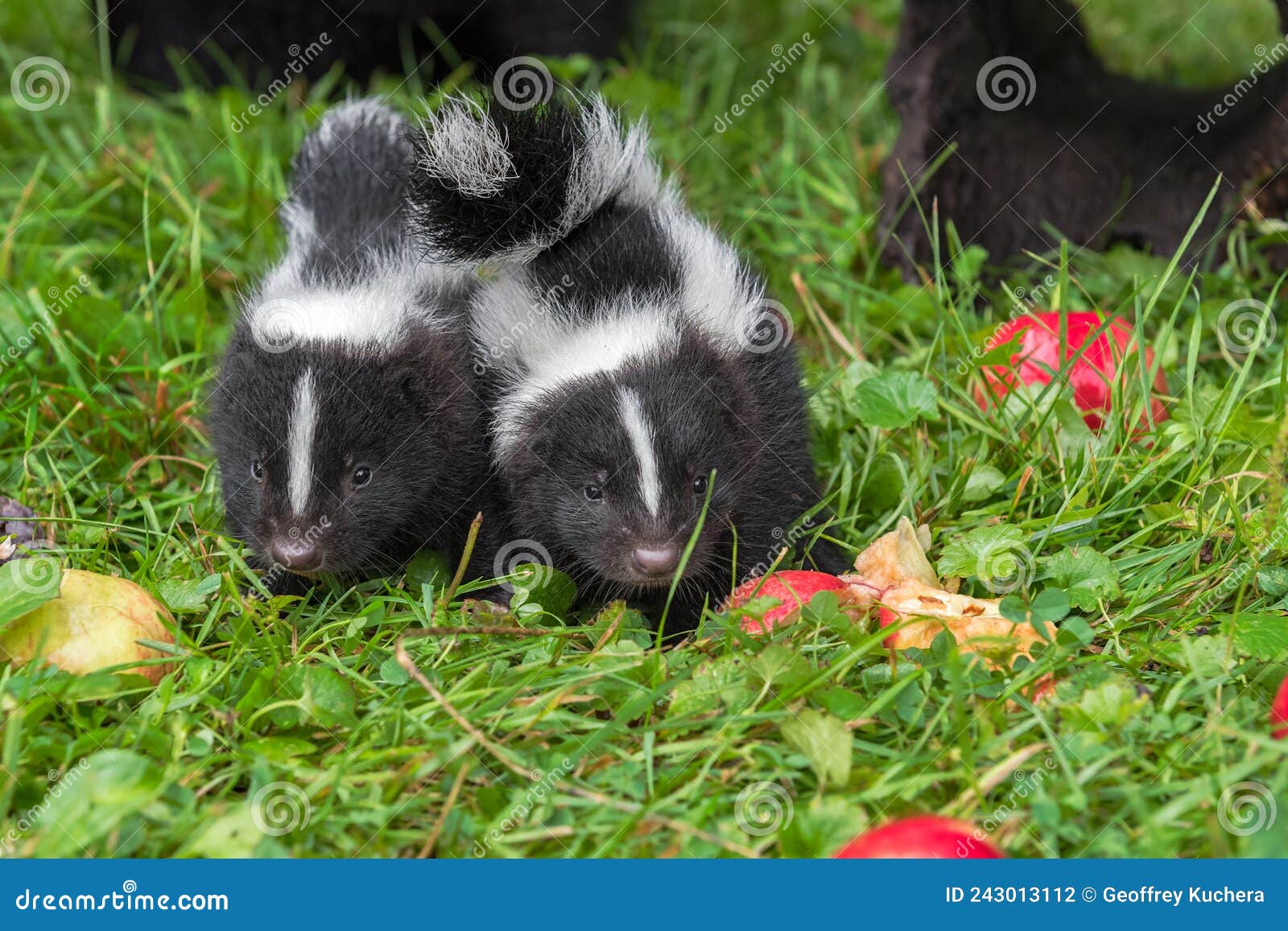 Striped Skunk Mephitis Mephitis Kits Lean Together Summer Stock Photo ...