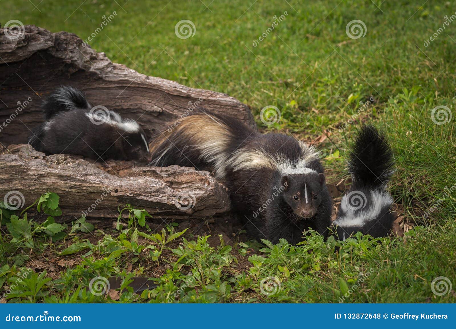 Striped Skunk Mephitis Mephitis and Kits Stand at End of Log Stock ...
