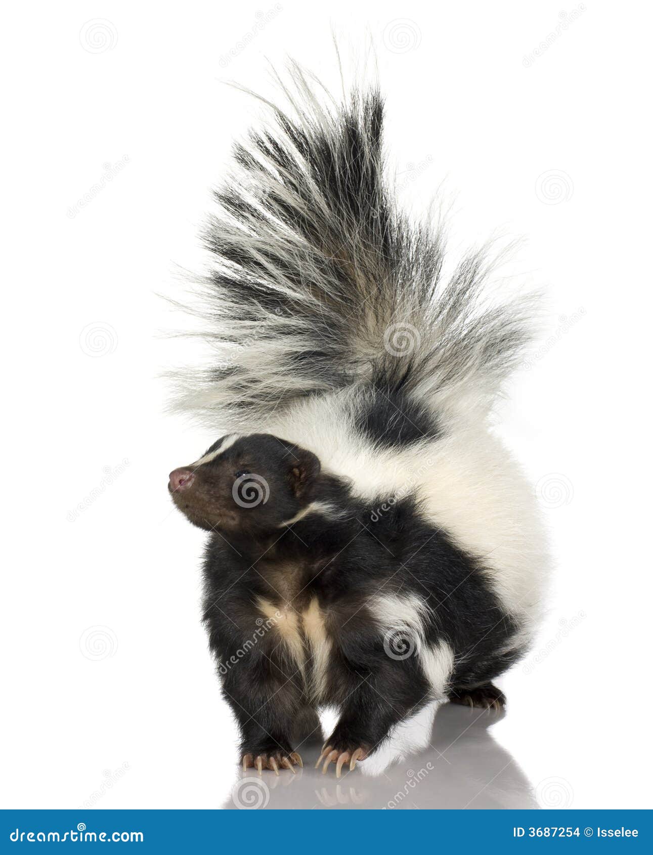 Striped Skunk - Mephitis Mephitis Stock Photo - Image of mephitis ...