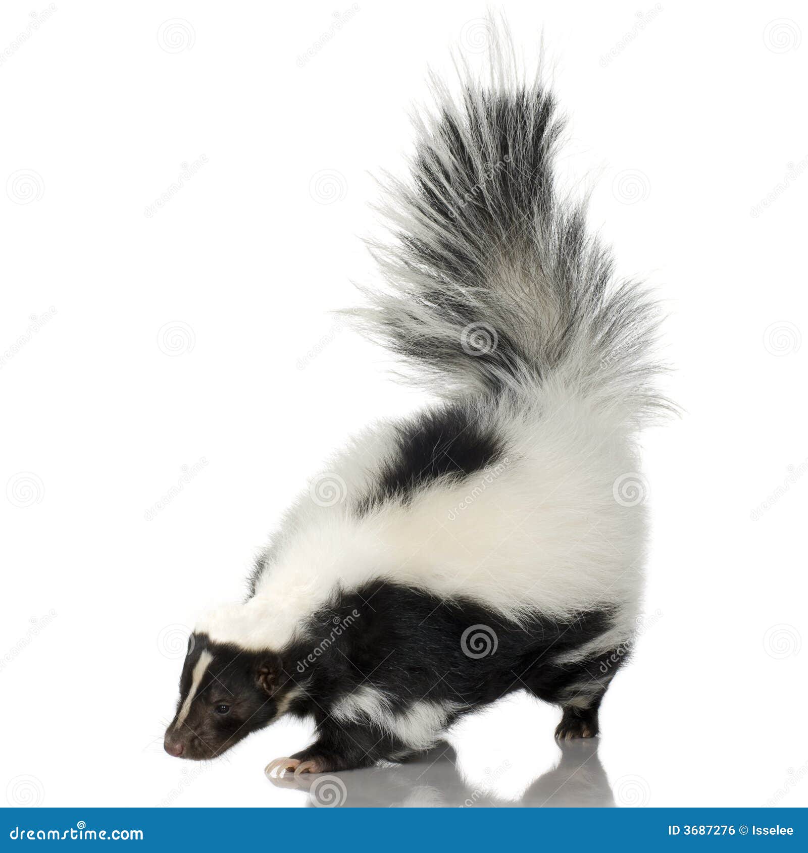 Striped Skunk Family Mephitis Mephitis Wedged In Log Royalty-Free Stock ...