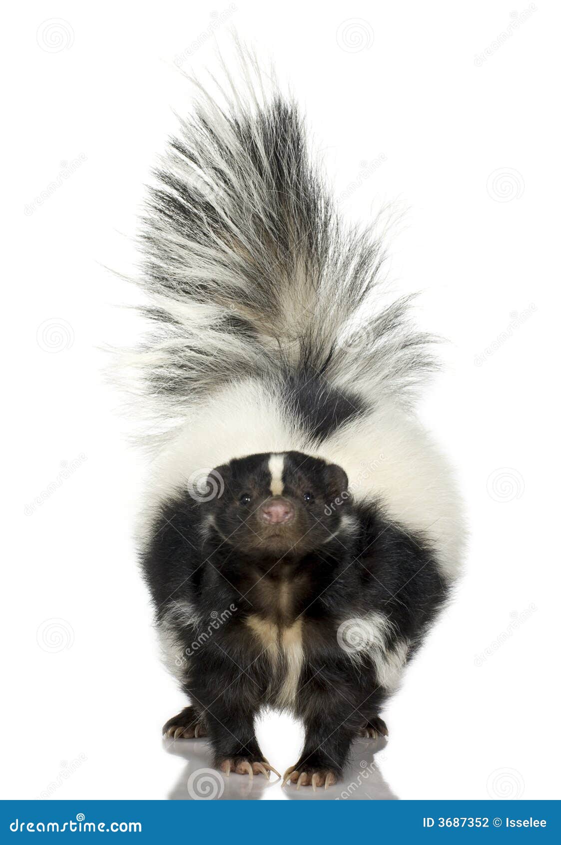 180 Skunk Front Photos - Free & Royalty-Free Stock Photos from Dreamstime